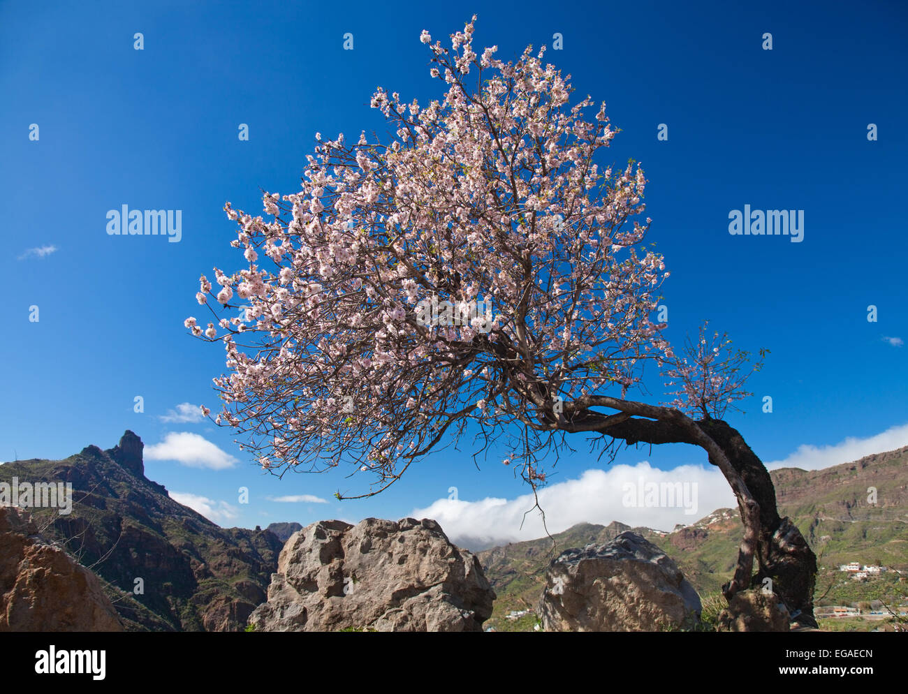 Gran Canaria, Caldera de Tejeda in winter, almond trees in full bloom ...