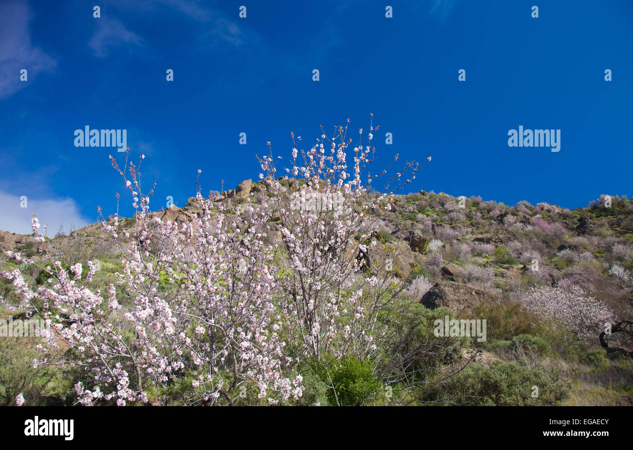 Gran Canaria, Caldera de Tejeda in winter, almond trees in full bloom ...