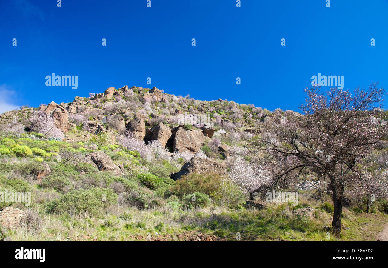Gran Canaria, Caldera de Tejeda in winter, almond trees in full bloom ...