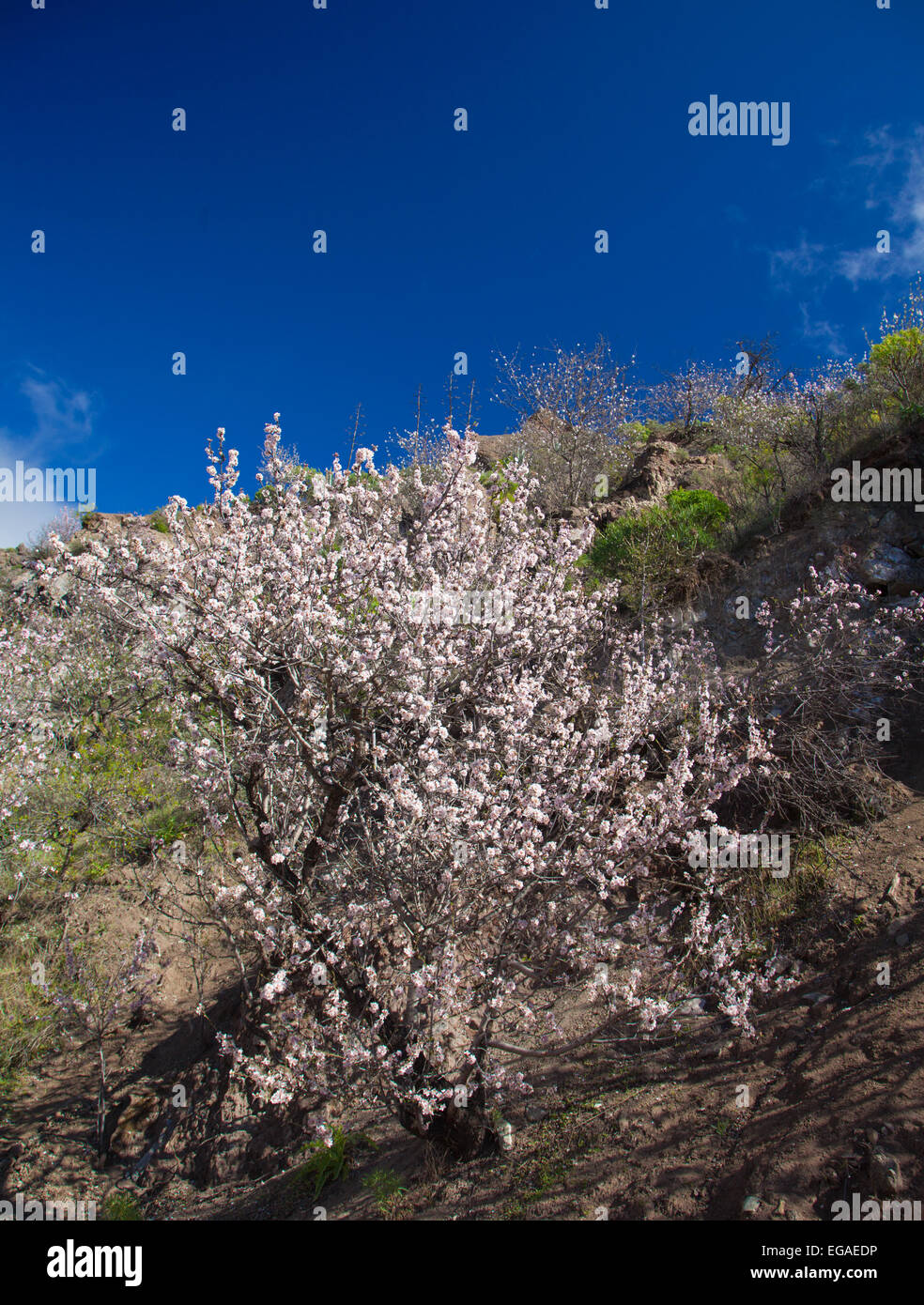 Gran Canaria, Caldera de Tejeda in winter, almond trees in full bloom ...