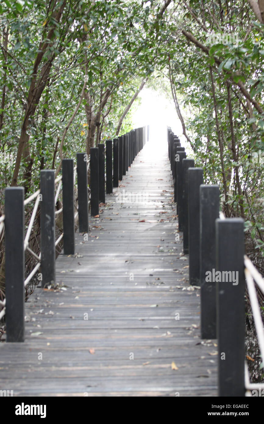 Mangrove forest wooden walkway for nature tourism Stock Photo - Alamy