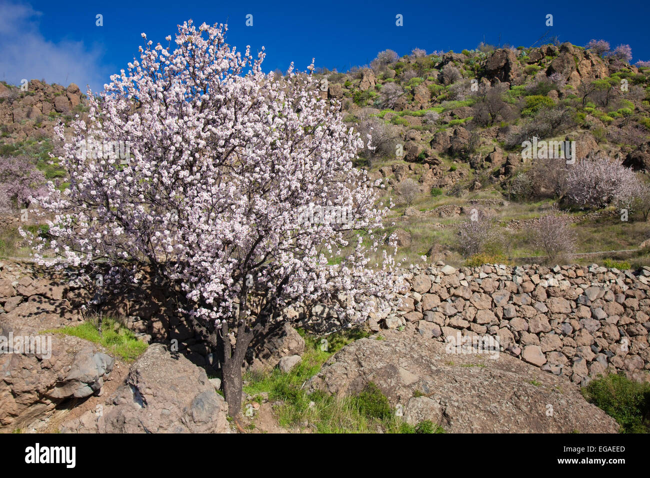 Gran Canaria, Caldera de Tejeda in winter, almond trees in full bloom ...