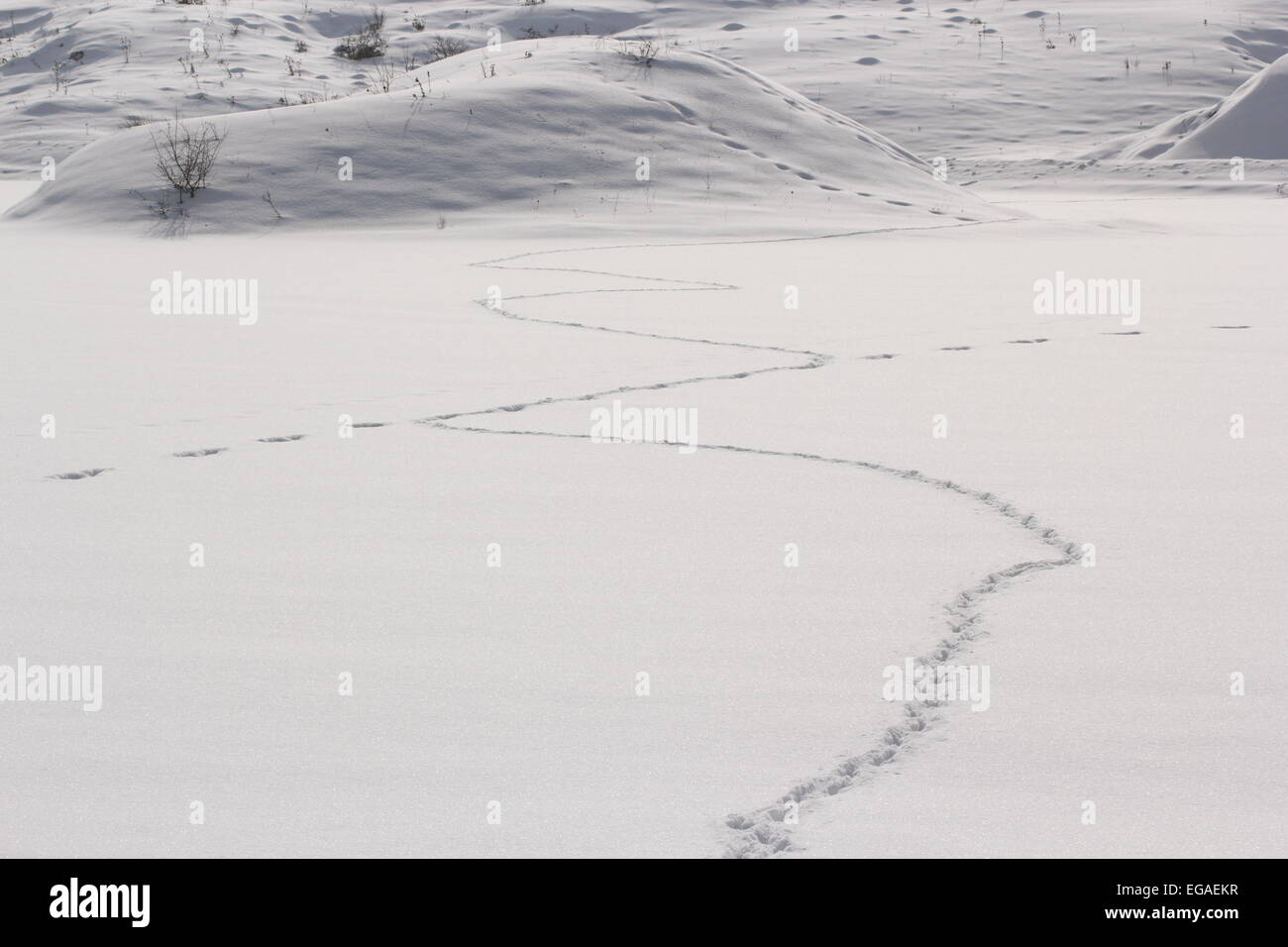 Red Fox Tracks High Resolution Stock Photography and Images - Alamy