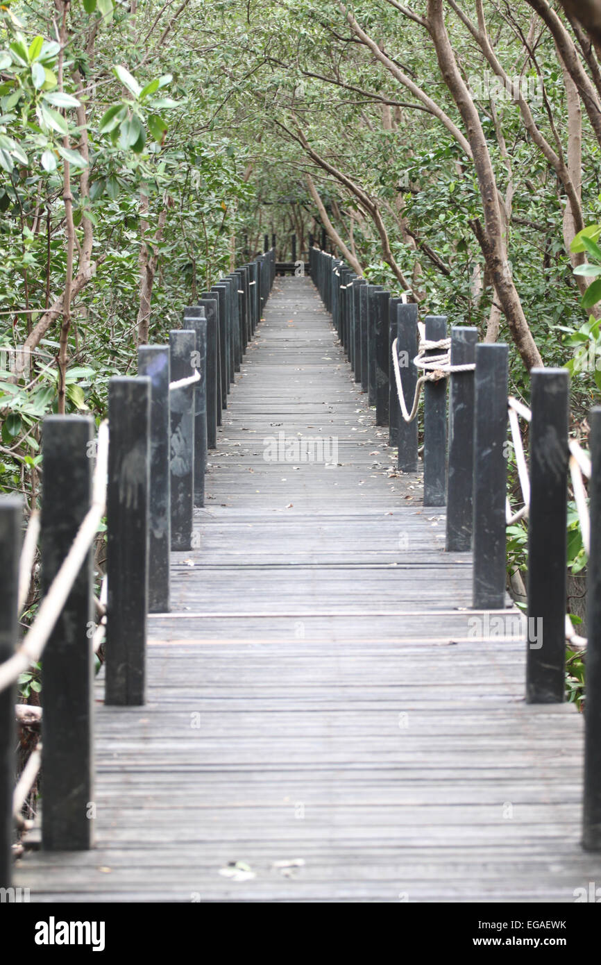 Mangrove forest wooden walkway for nature tourism Stock Photo - Alamy
