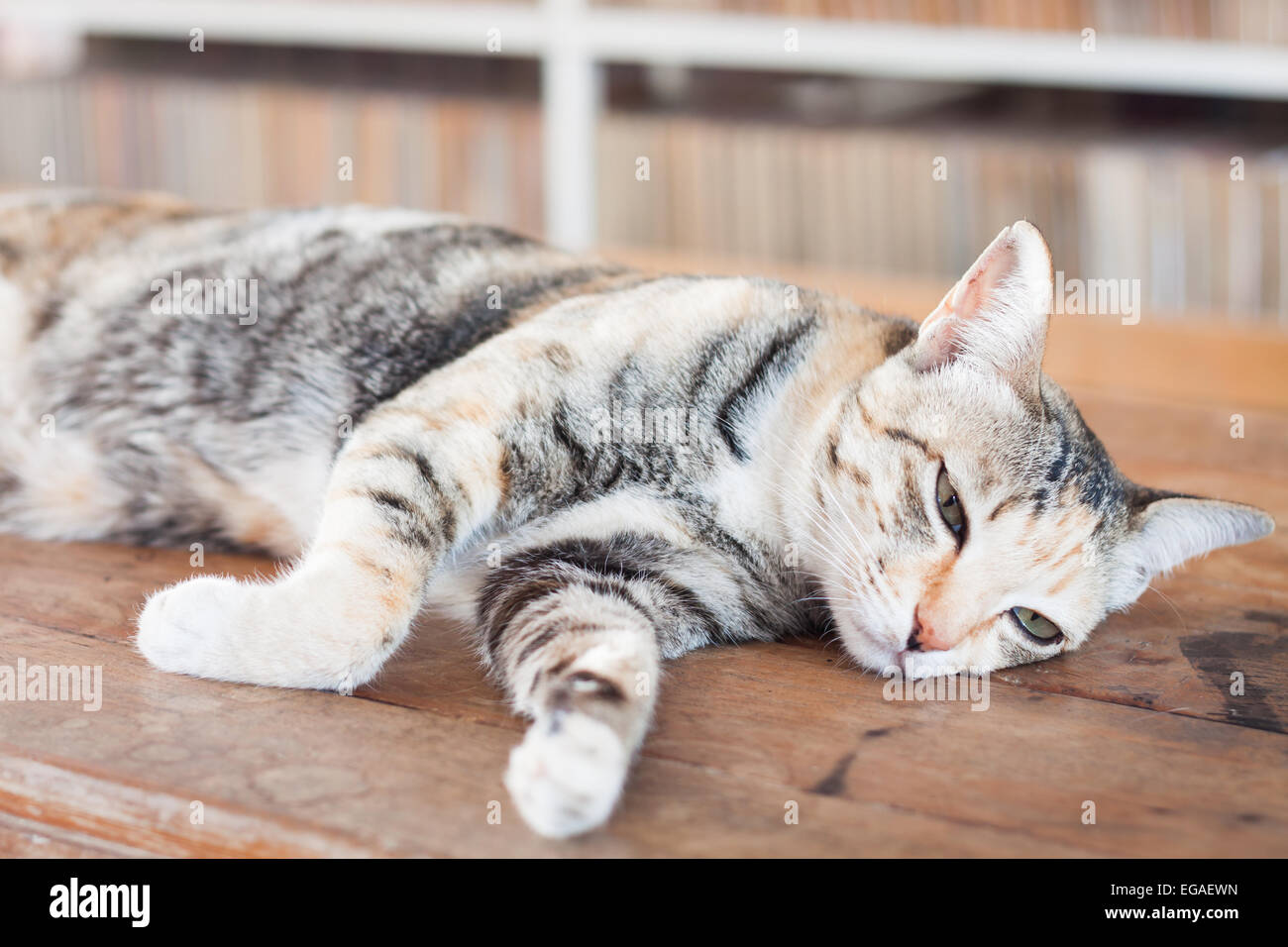 Old siamese cat portrait hi-res stock photography and images - Alamy