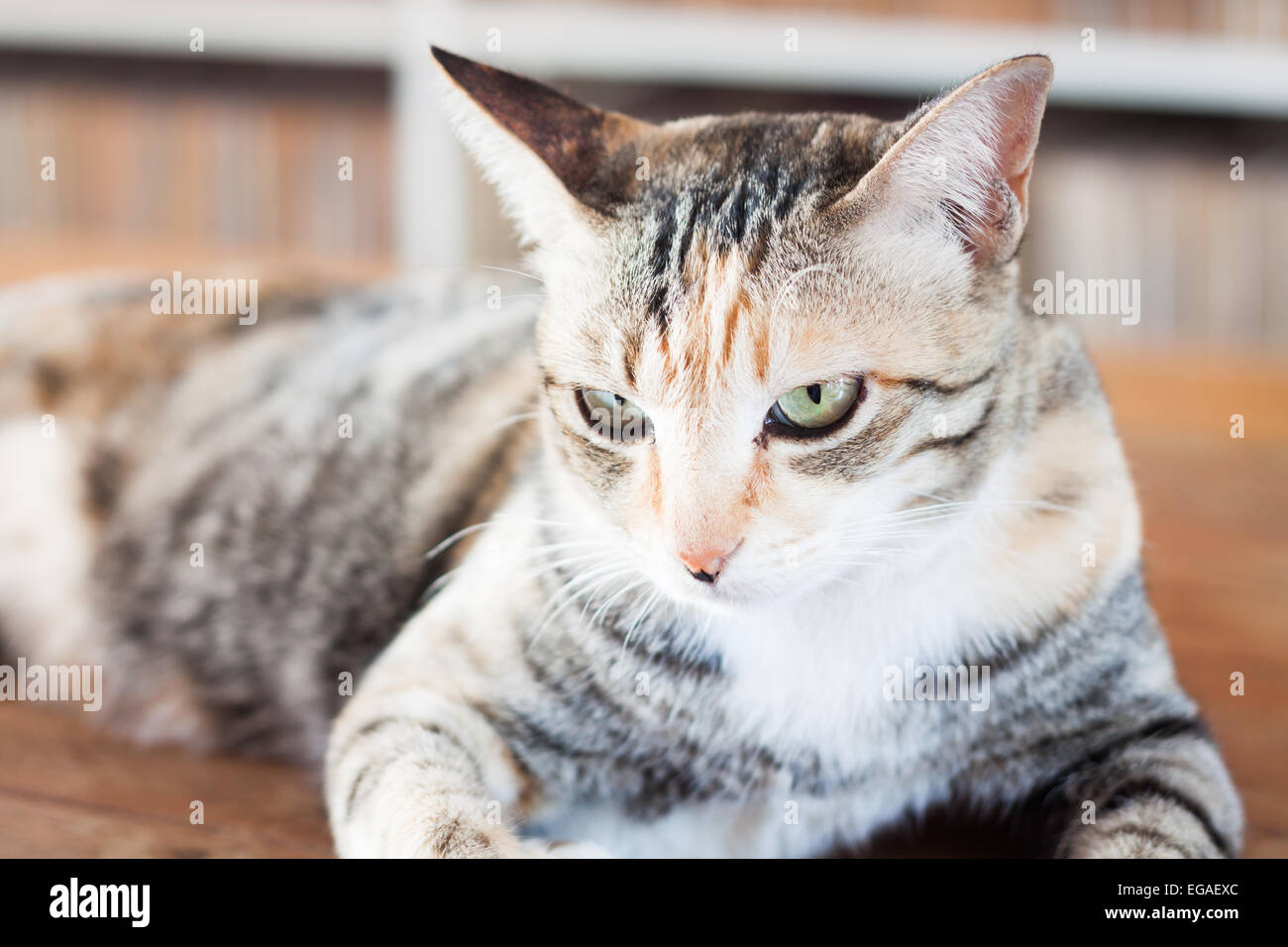 Siamese cat lying on wooden table, stock photo Stock Photo - Alamy