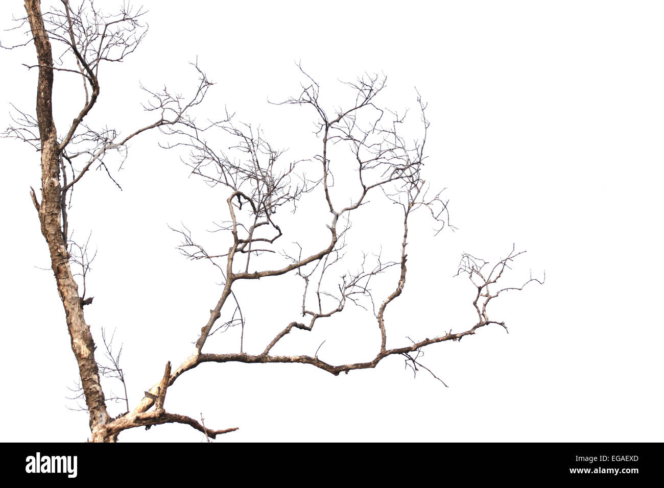 The dead tree isolated on white background Stock Photo - Alamy
