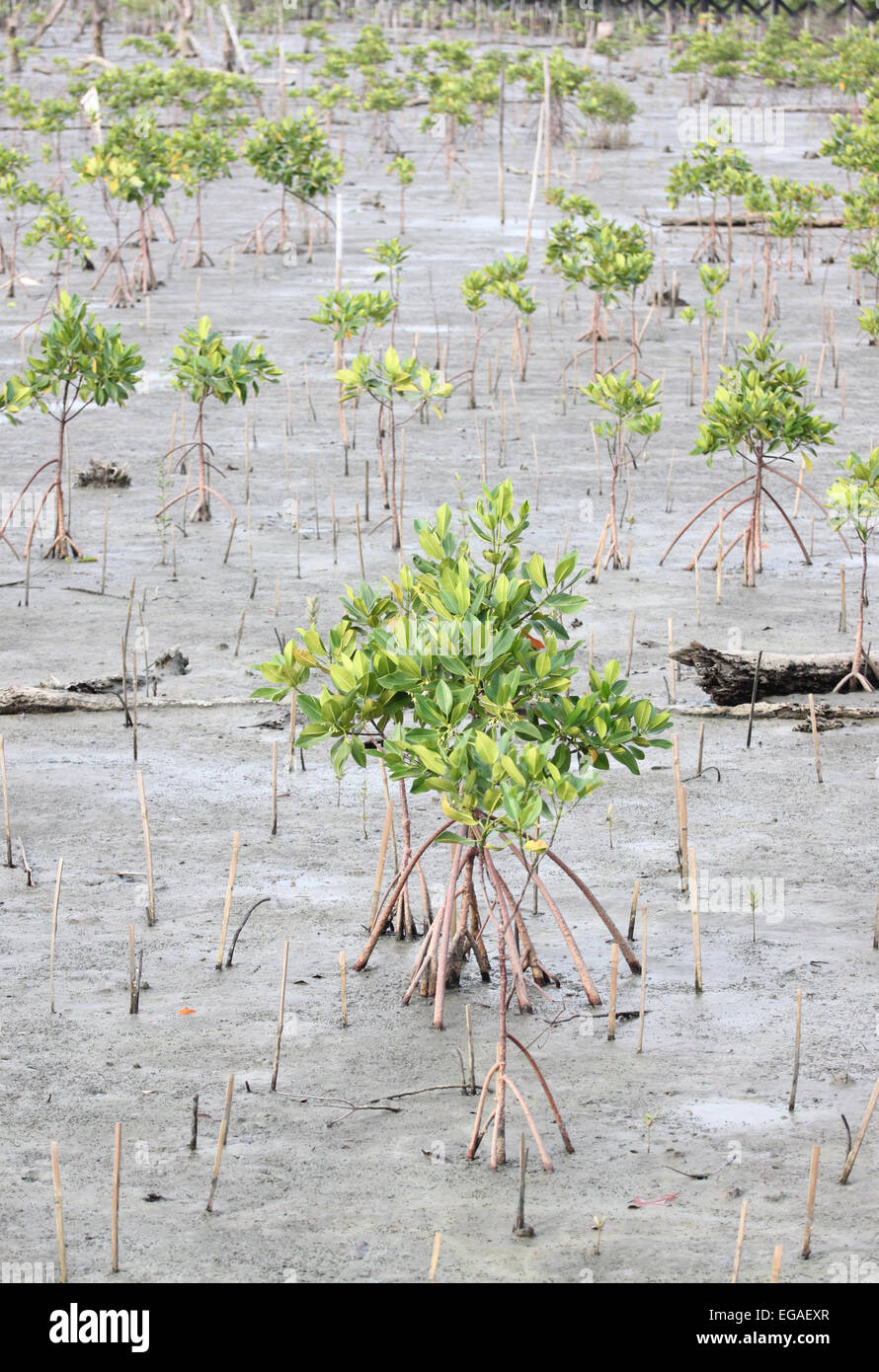 Mangrove tree study hi-res stock photography and images - Alamy