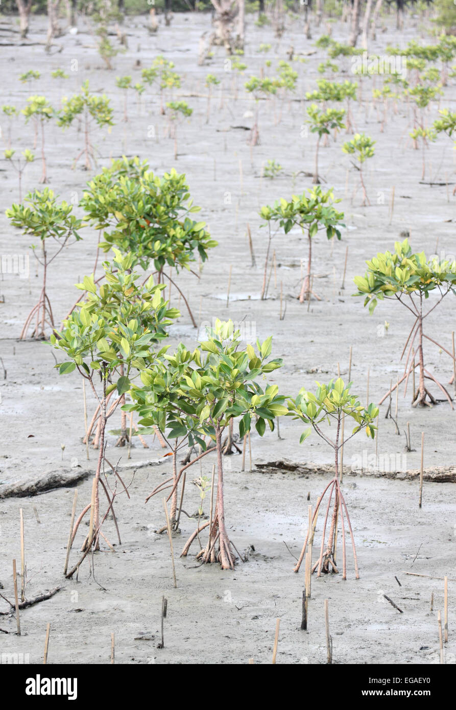 Mangrove tree study hi-res stock photography and images - Alamy