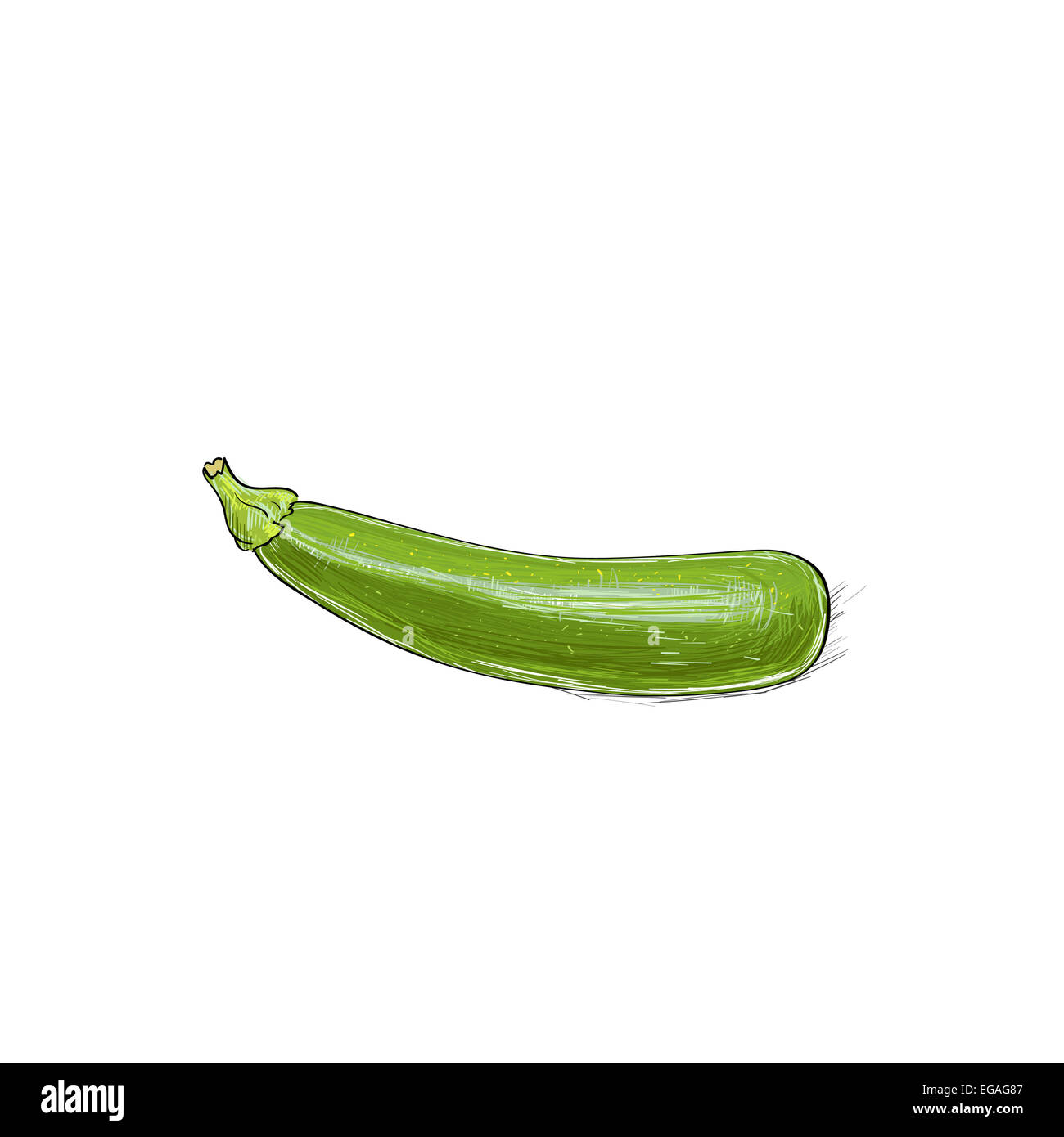 zucchini sketch color drawing isolated over white background Stock ...