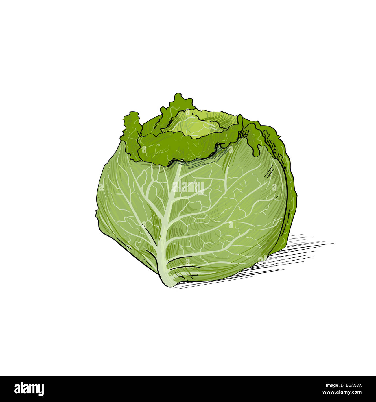 cabbage color sketch draw isolated over white background Stock Photo ...
