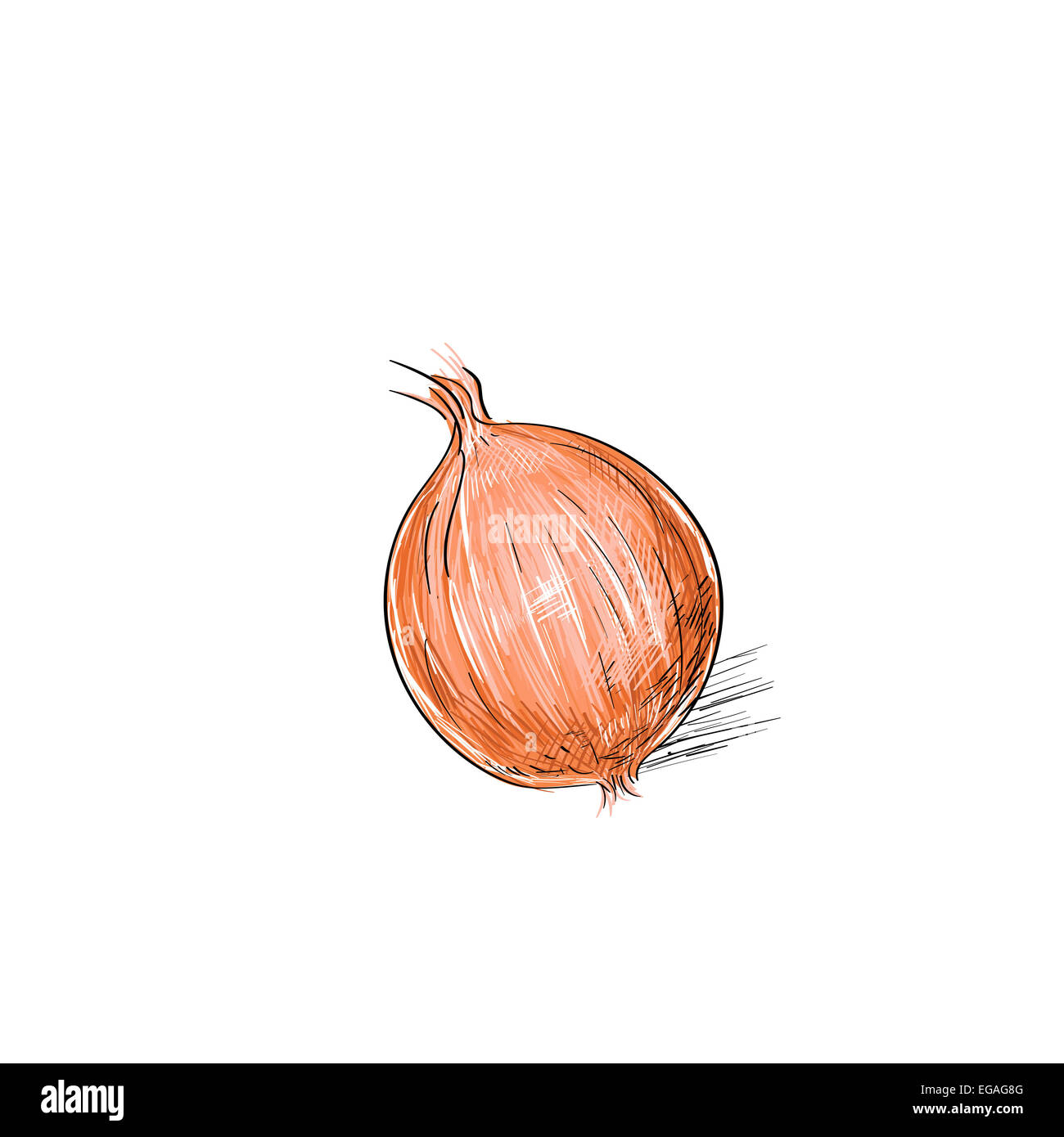 onion sketch color drawing isolated over white background Stock Photo ...