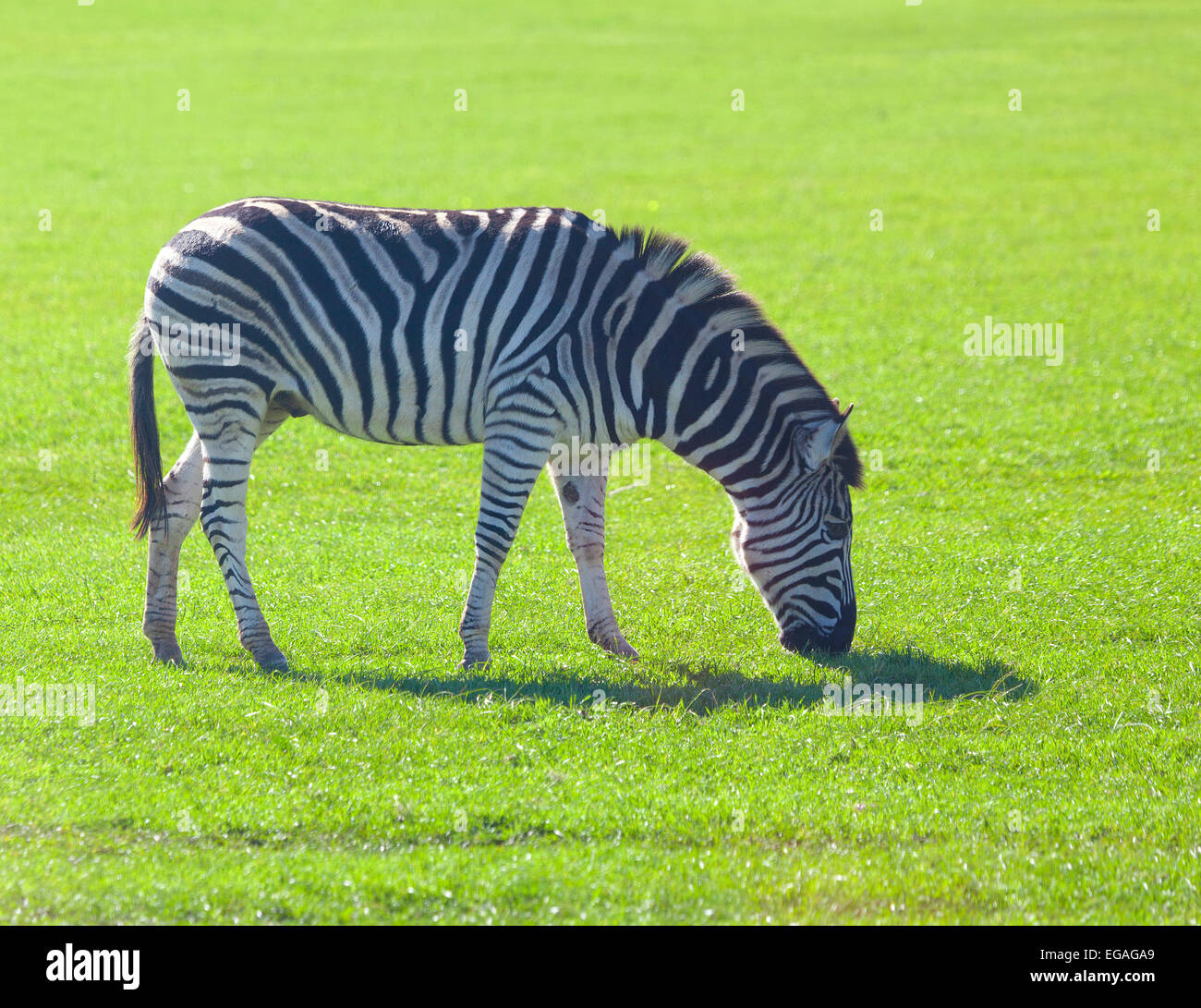 Zebra Eating Grass