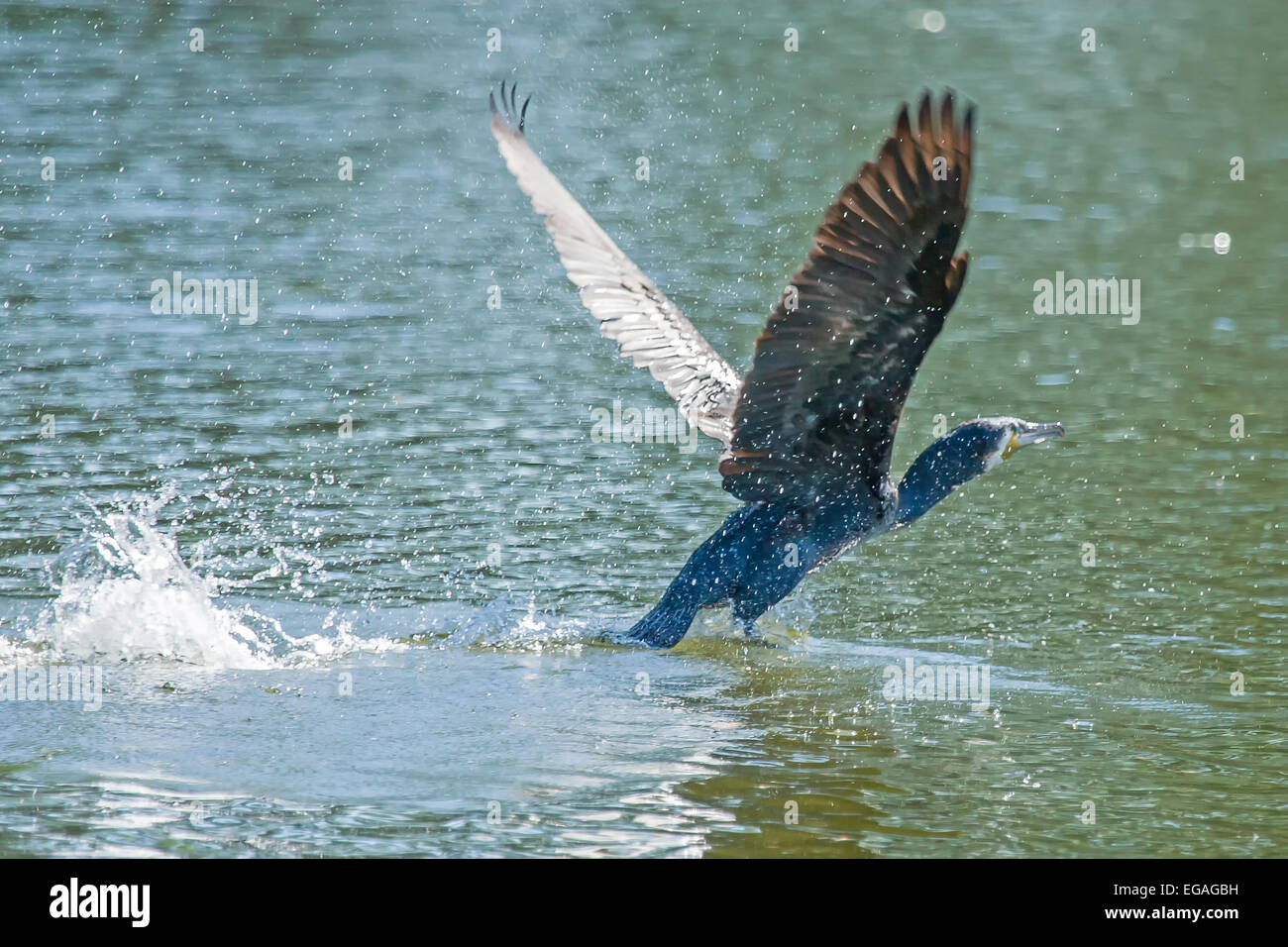 A side view of a cormorant taking off from the water surface of a lake ...