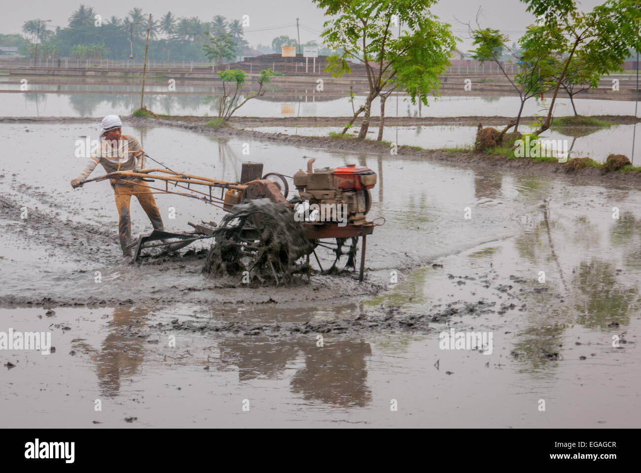 Floods on paddy field hi-res stock photography and images - Alamy