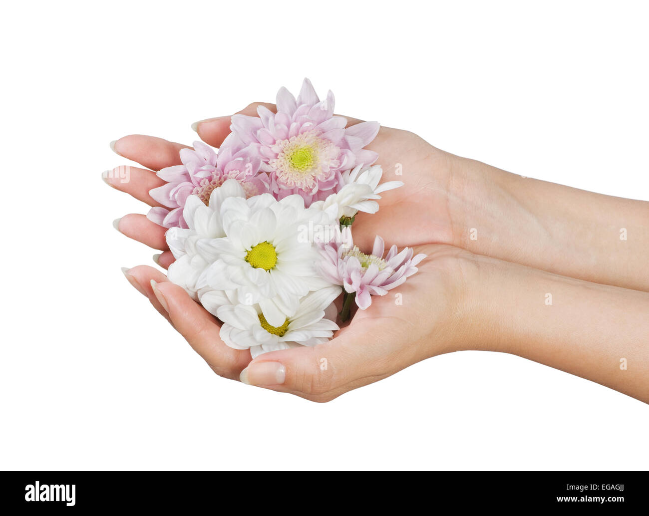 image of beautiful female hands with flower isolated on white Stock ...