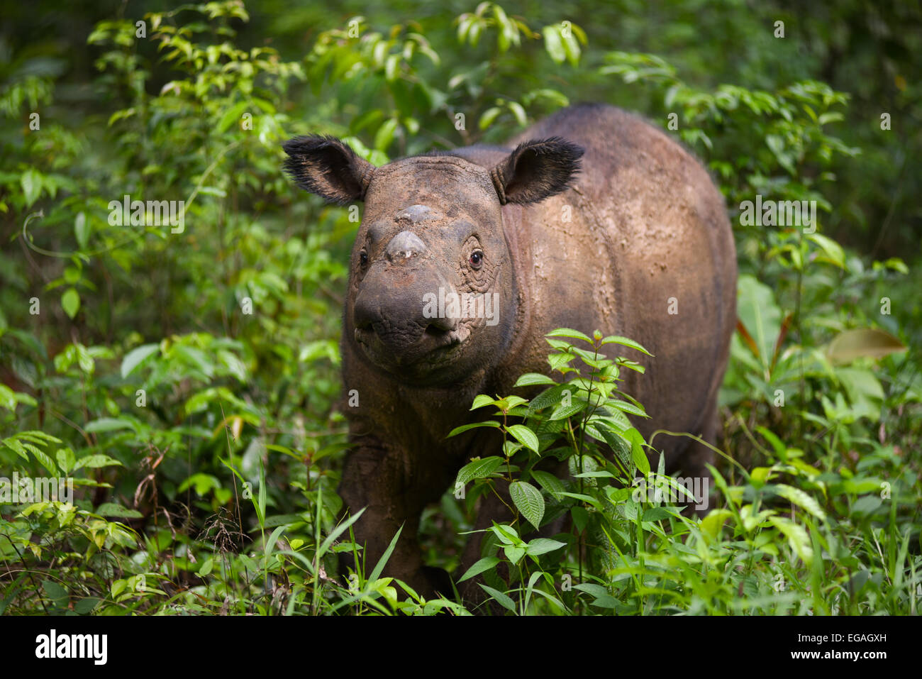 Sumatran rhinoceros calf hi-res stock photography and images - Alamy