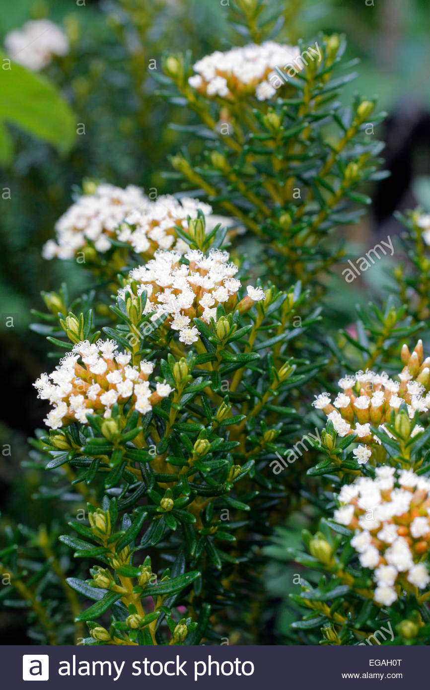 Ozothamnus Stock Photos & Ozothamnus Stock Images - Alamy
