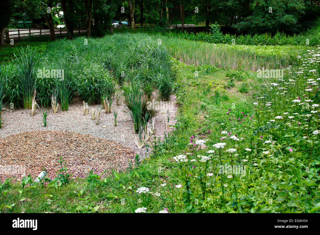 Norfolk Reed High Resolution Stock Photography and Images - Alamy