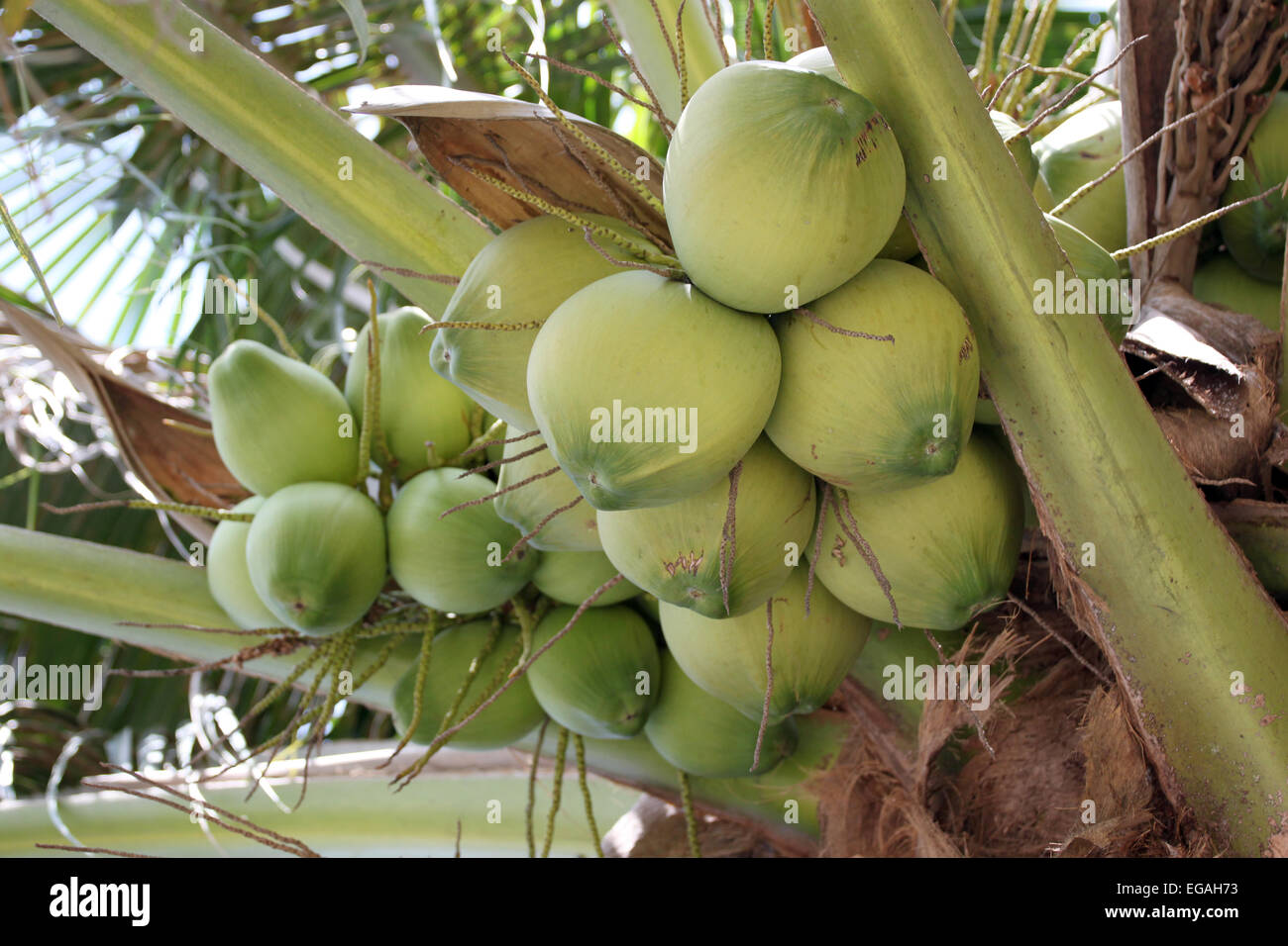 Coconut fruiting hi-res stock photography and images - Alamy