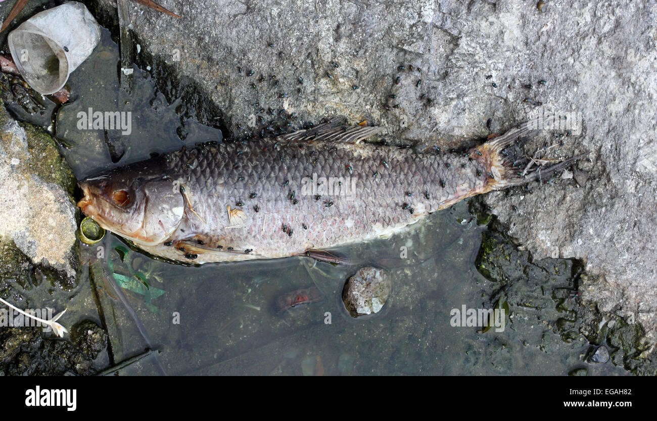 The Fish die because wastewater Stock Photo - Alamy