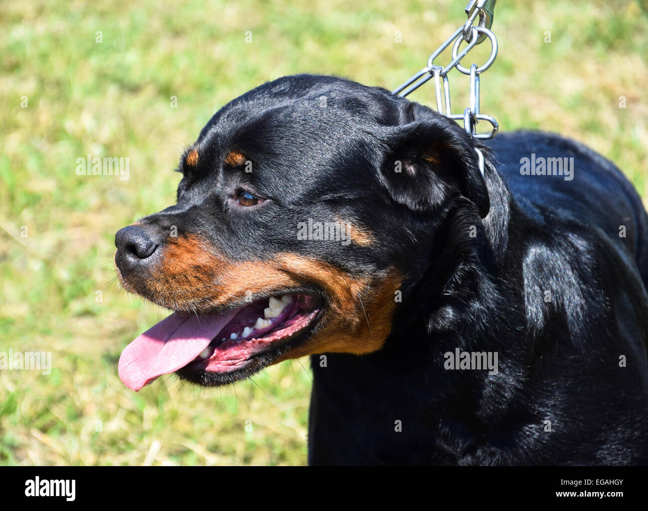 Rottweiler dog portrait Stock Photo - Alamy