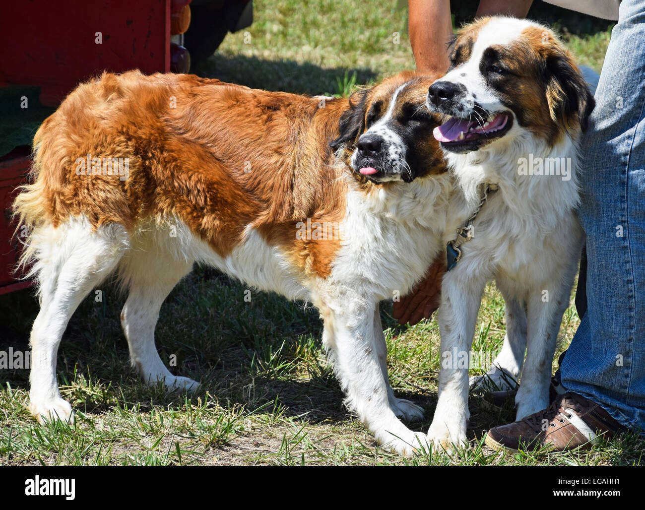 Saint bernard competition hi-res stock photography and images - Alamy