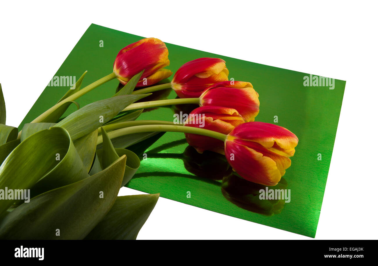 five tulips with green leaves lie on a shiny surface Stock Photo - Alamy