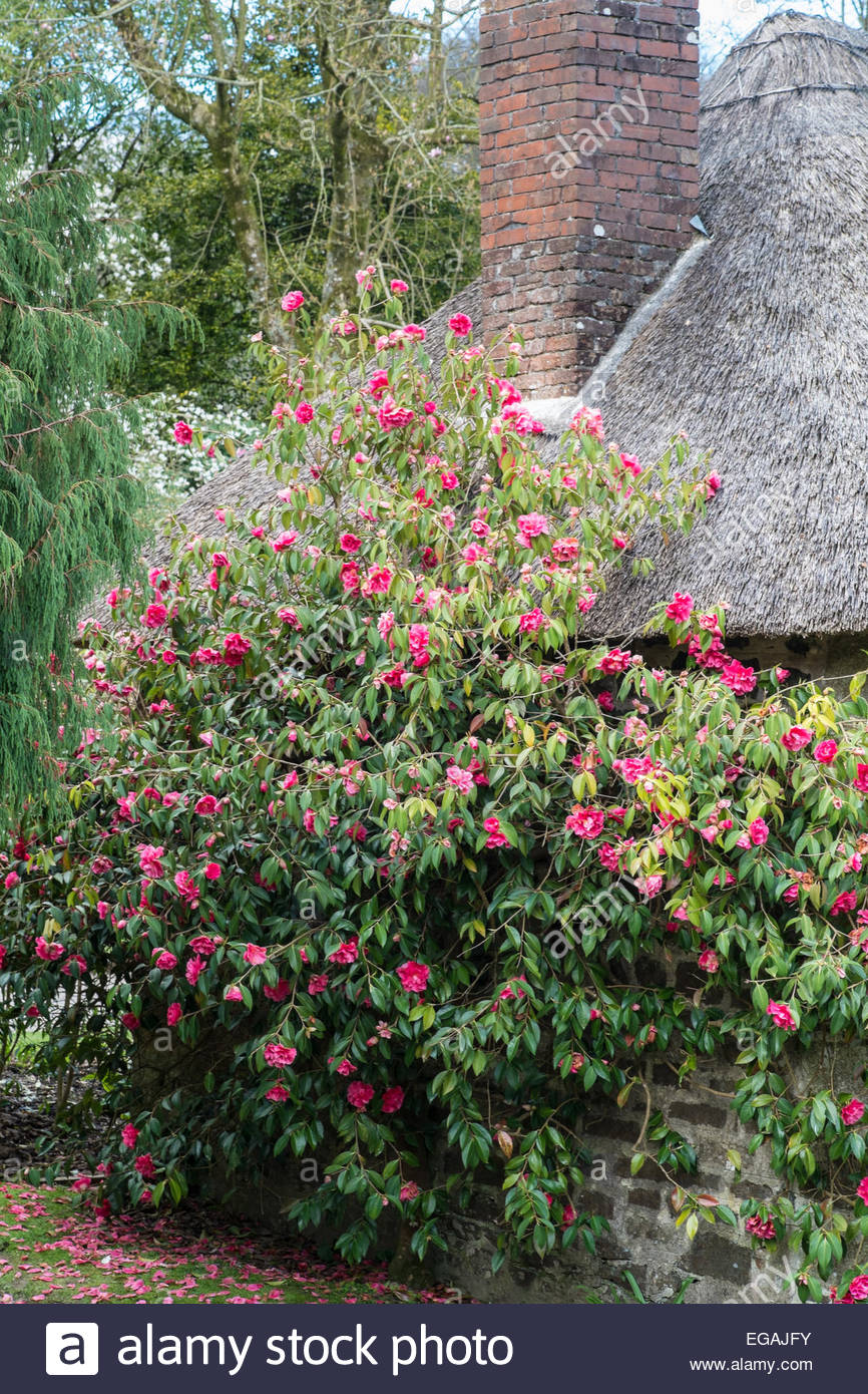 Camellia Reticulata Stock Photos & Camellia Reticulata Stock Images - Alamy