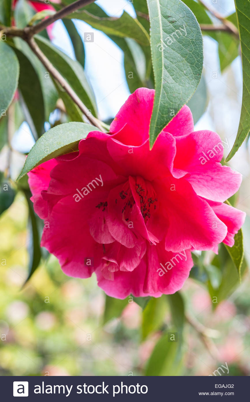 Camellia Reticulata Stock Photos & Camellia Reticulata Stock Images - Alamy