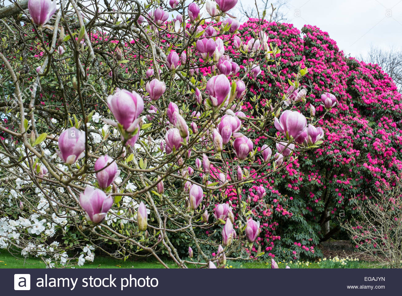 Red Magnolia Stock Photos & Red Magnolia Stock Images - Alamy