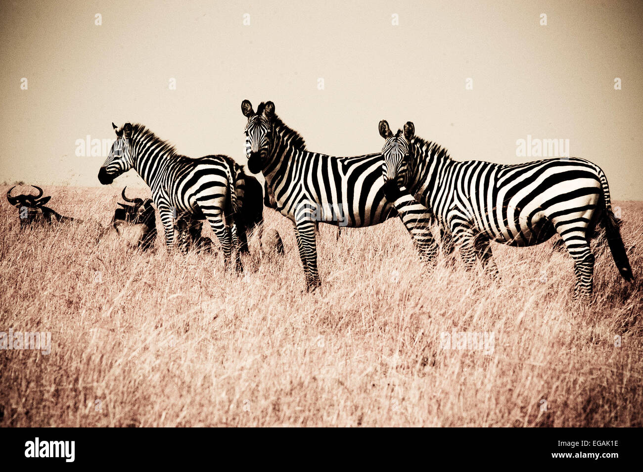 Zebra and buffalo in the Mara, Kenya Stock Photo - Alamy