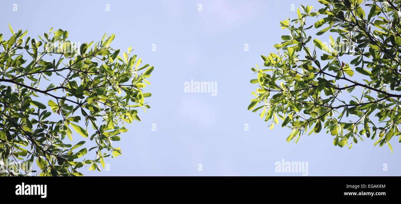 Branches of tree in garden on a blue sky background Stock Photo - Alamy