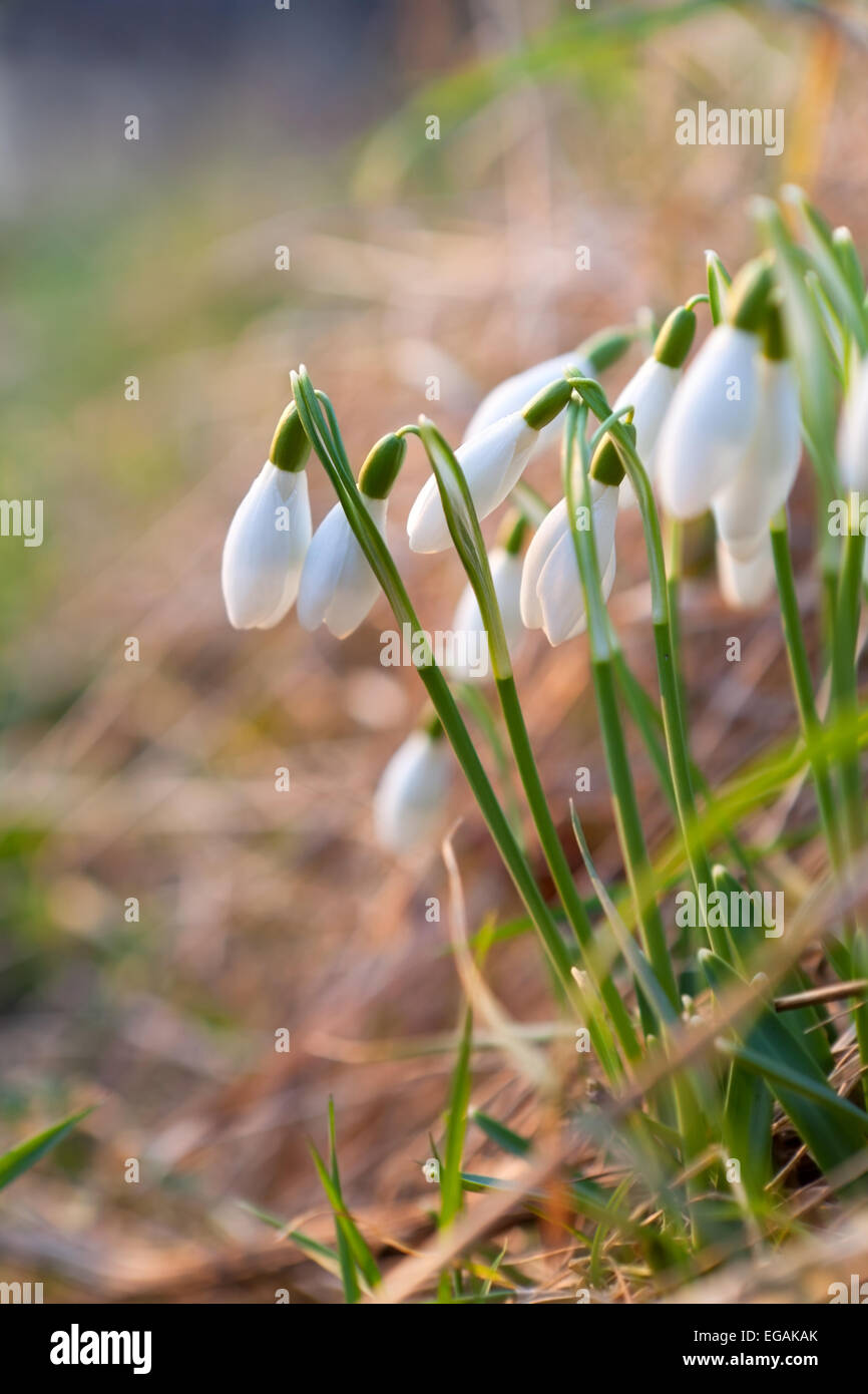 White snowdrop flowers hi-res stock photography and images - Alamy