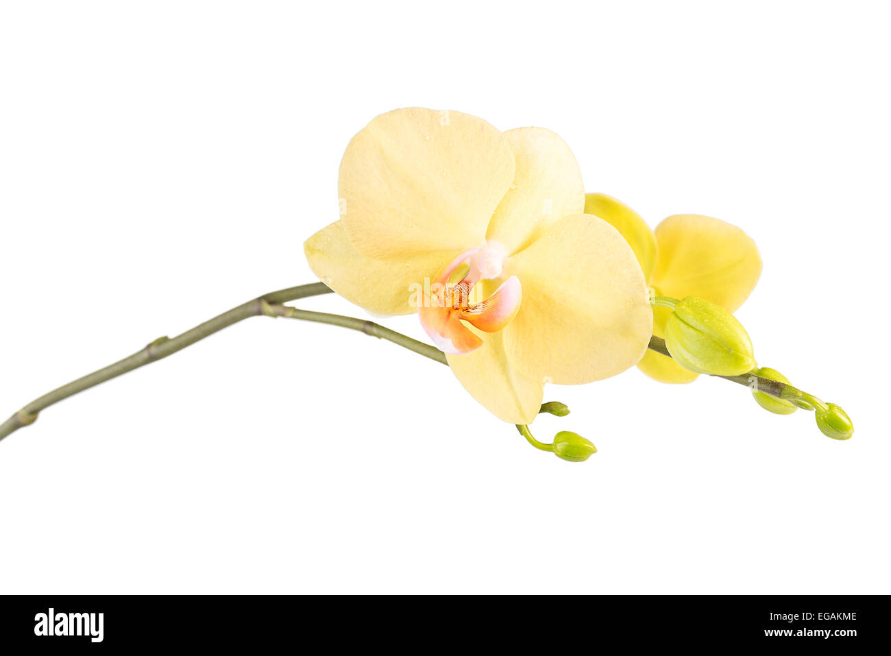 Yellow orchid tropical Cut Out Stock Images & Pictures - Alamy