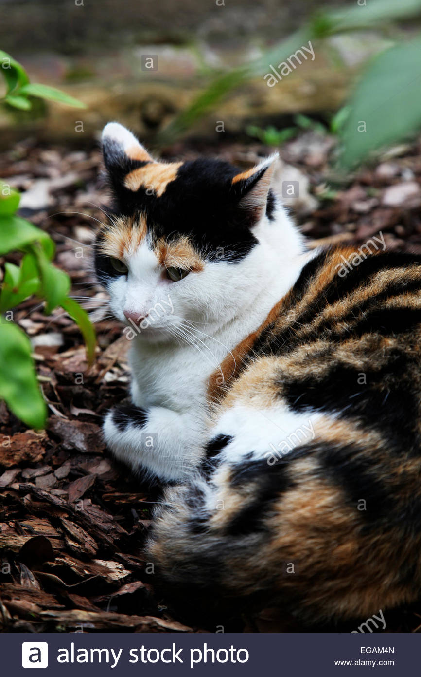 Brindle Cat Stock Photos & Brindle Cat Stock Images - Alamy