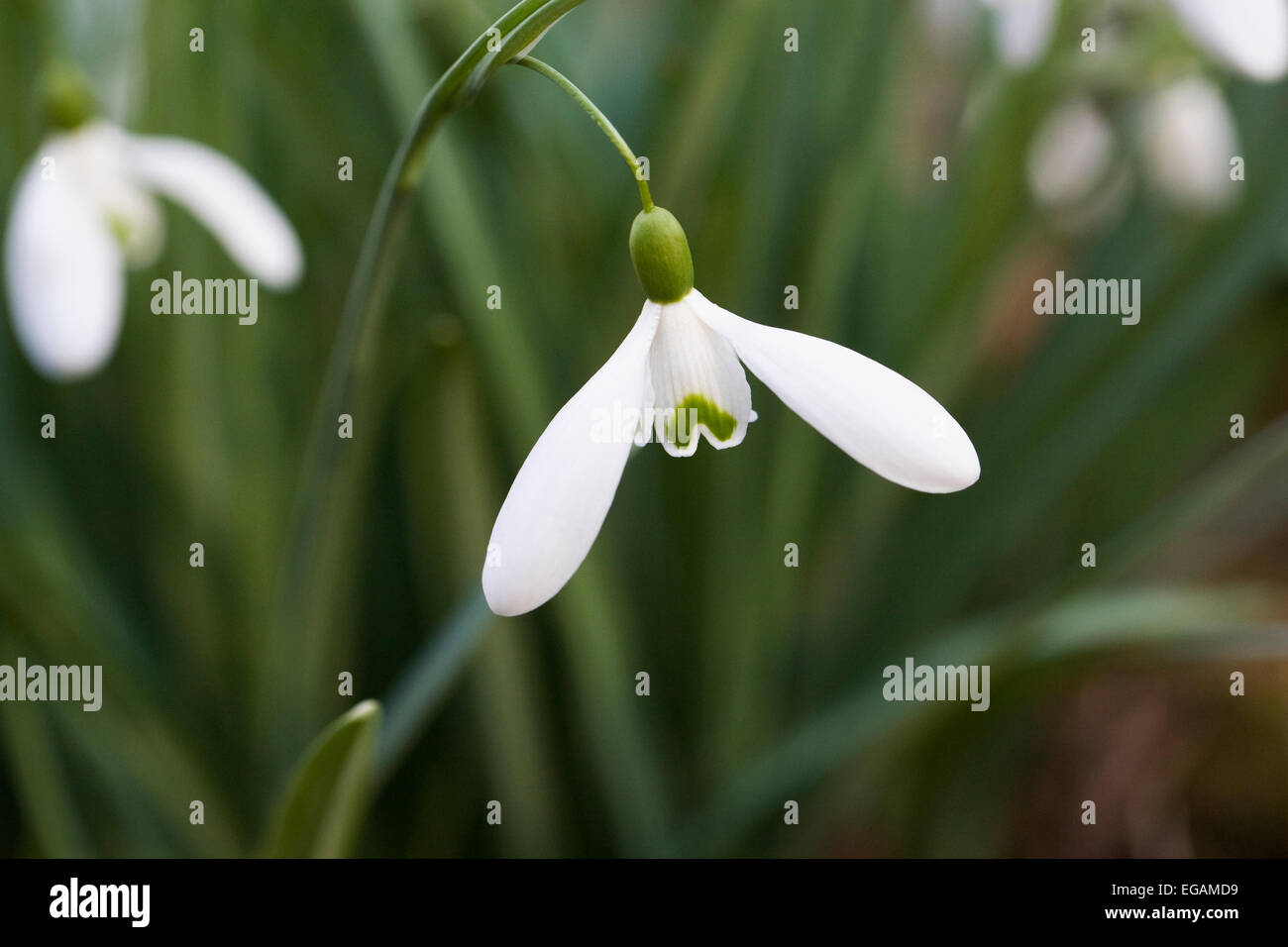 Galanthus Magnet flower. Snowdrops in the garden Stock Photo - Alamy