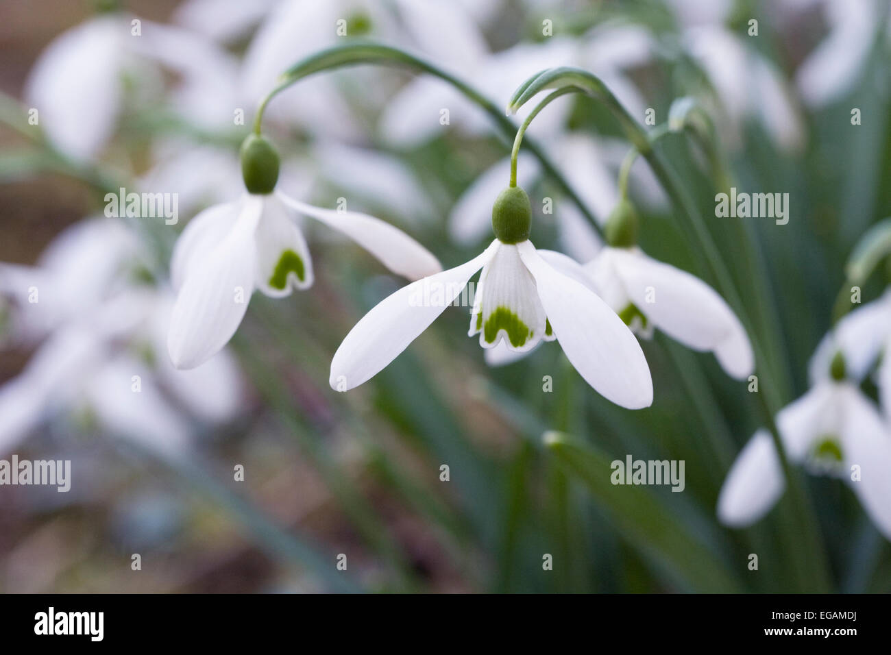 Galanthus Magnet flower. Snowdrops in the garden Stock Photo - Alamy