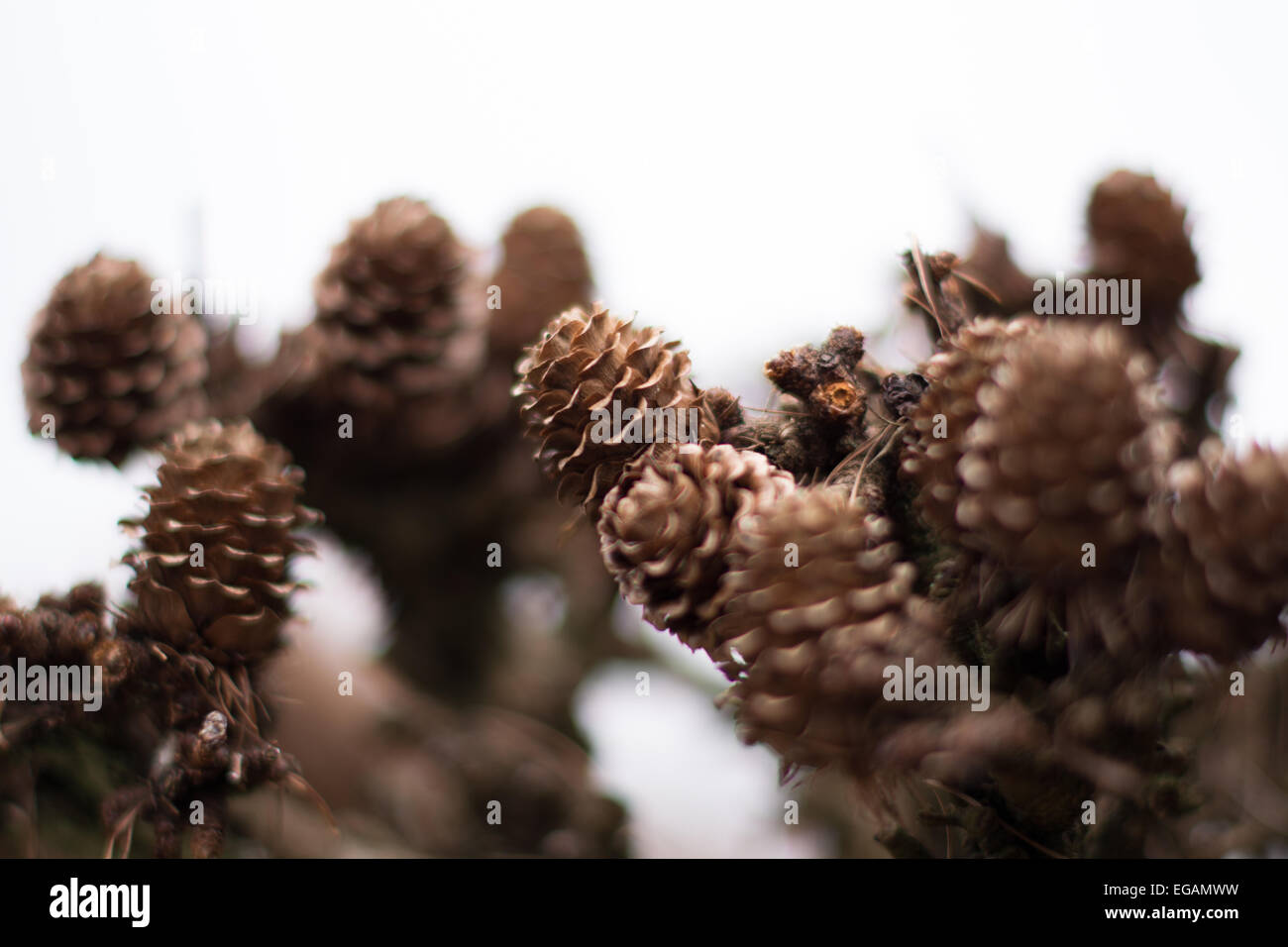 Narrow cones hi-res stock photography and images - Alamy