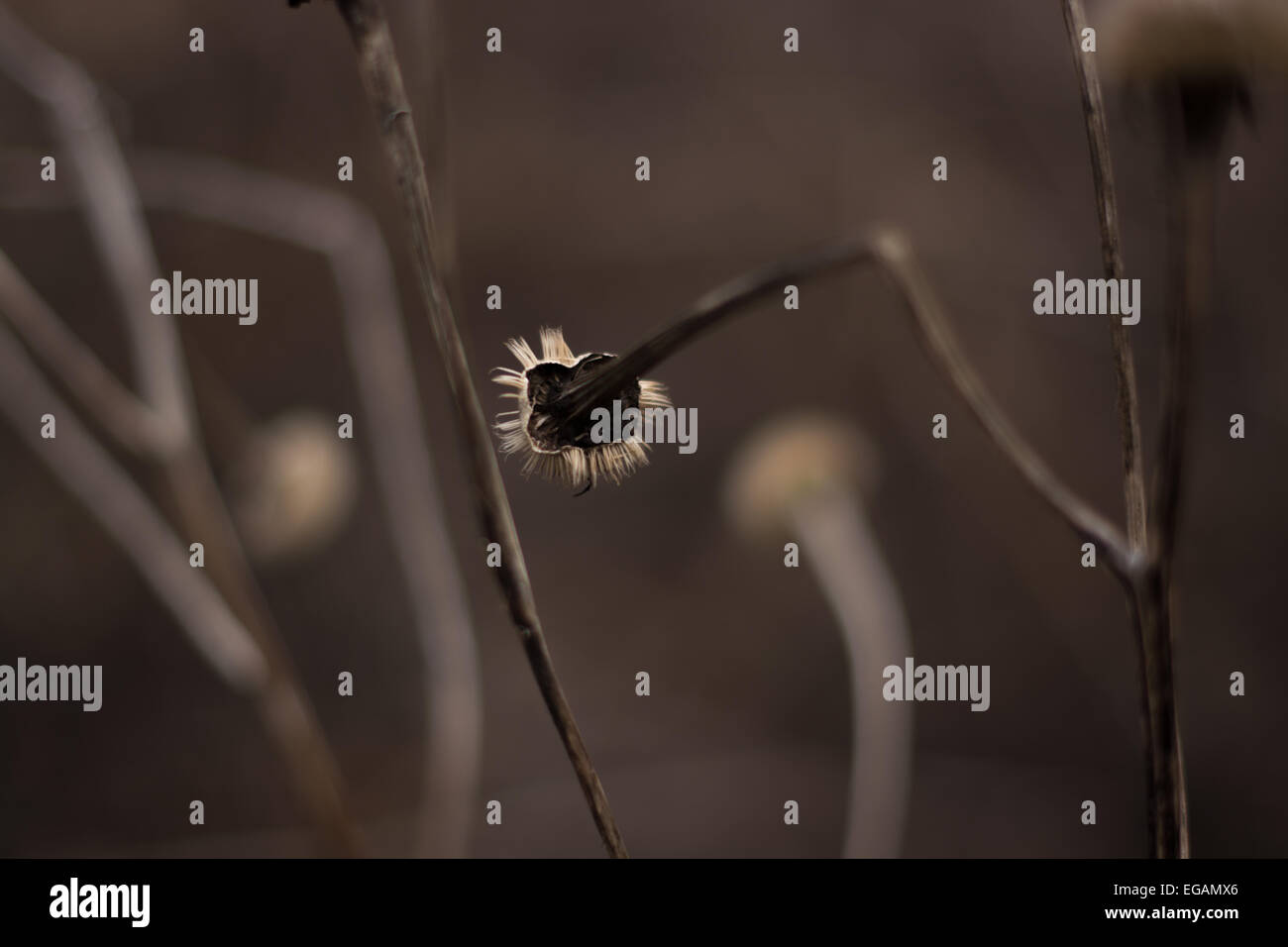 Shriveled hi-res stock photography and images - Alamy