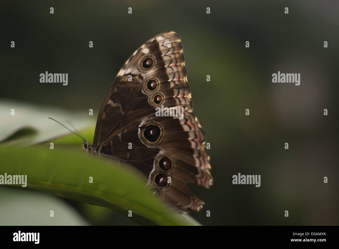 butterfly close up Stock Photo - Alamy