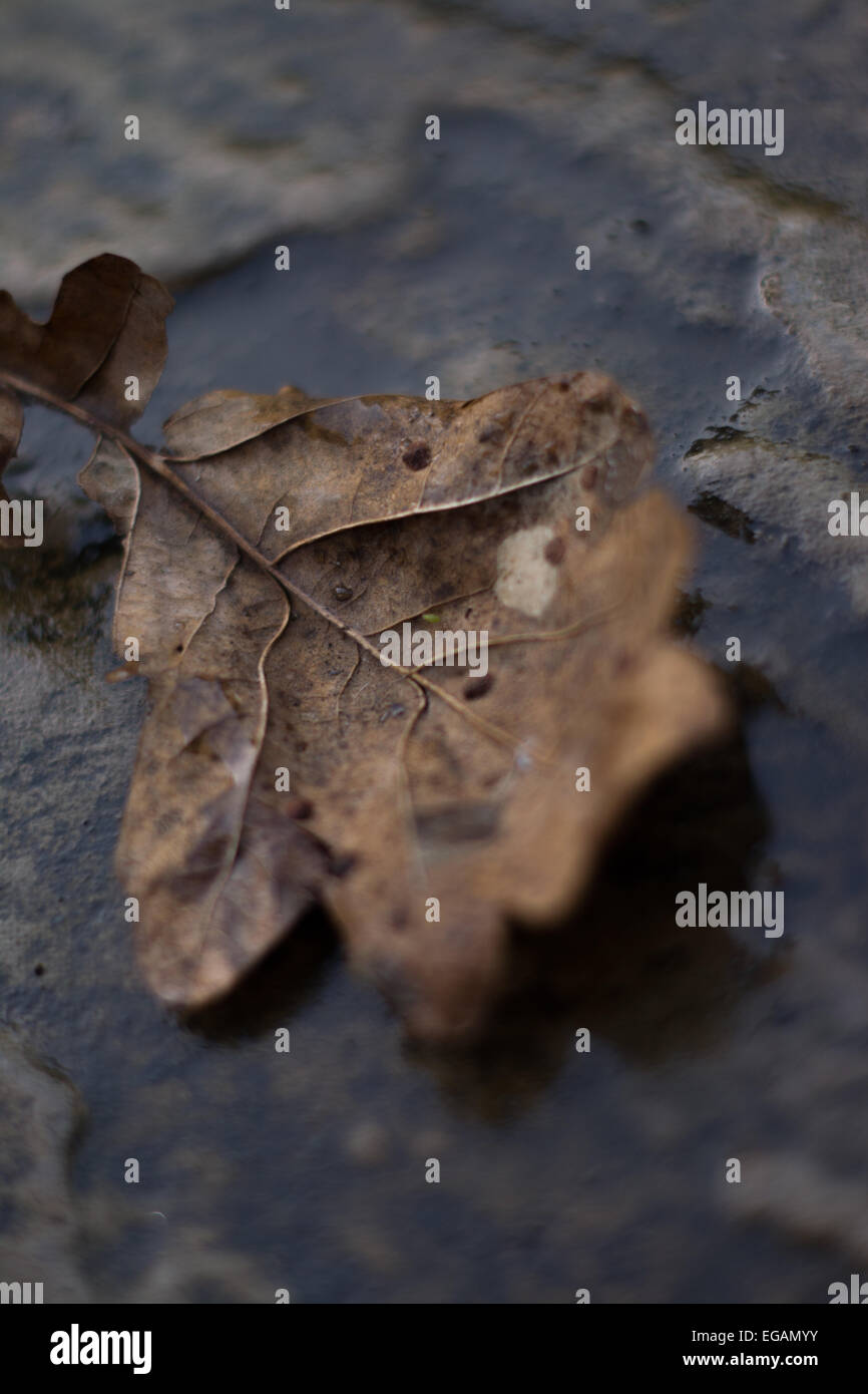 Crispy leaf texture hi-res stock photography and images - Alamy