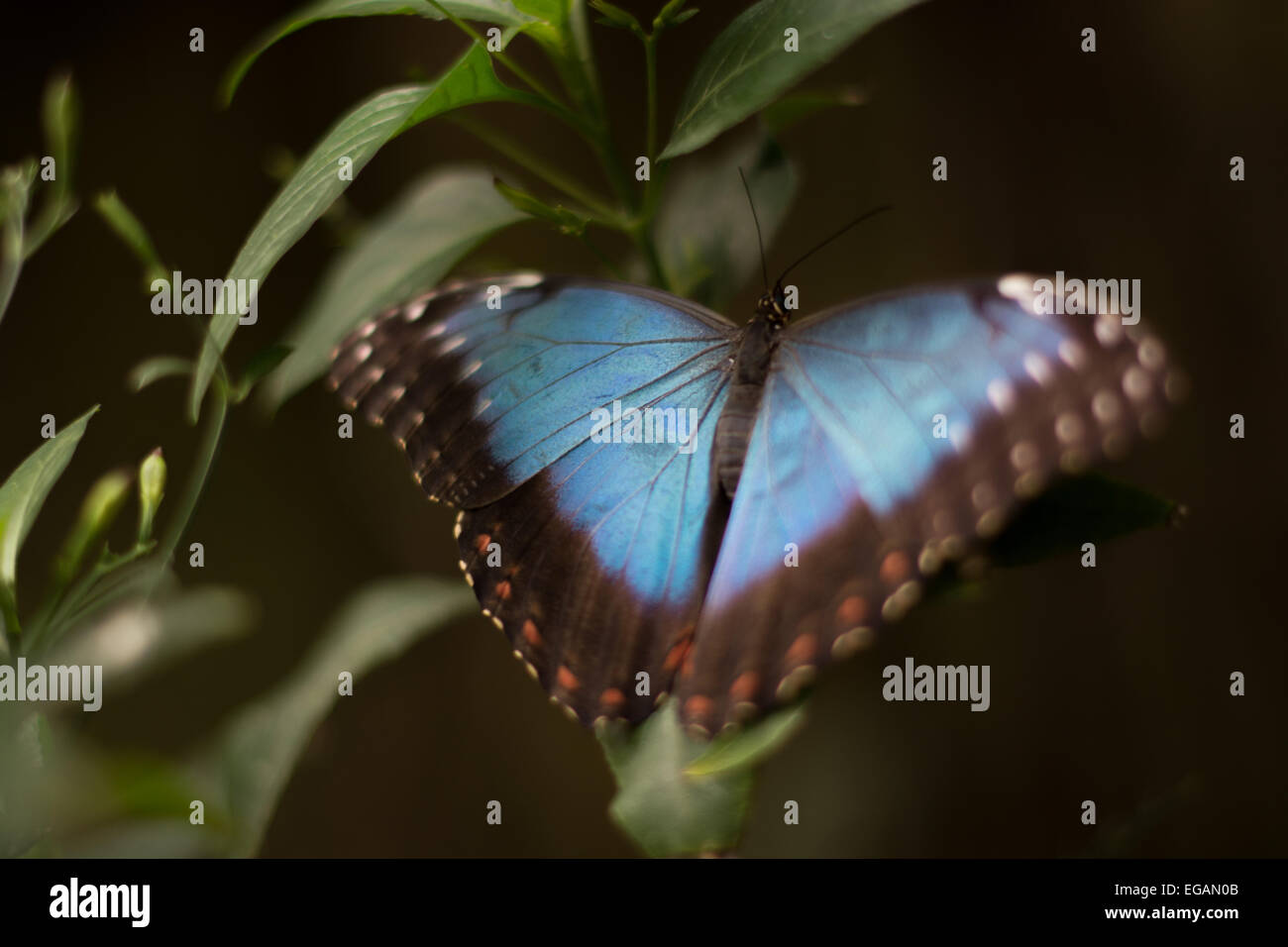 butterfly close up Stock Photo - Alamy