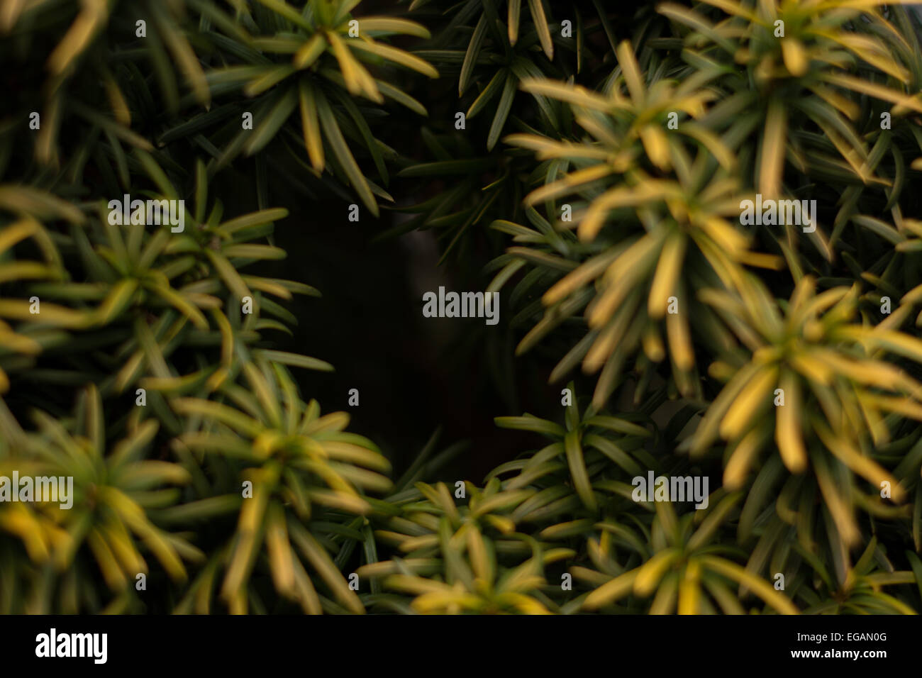 Vibrant plants hi-res stock photography and images - Alamy