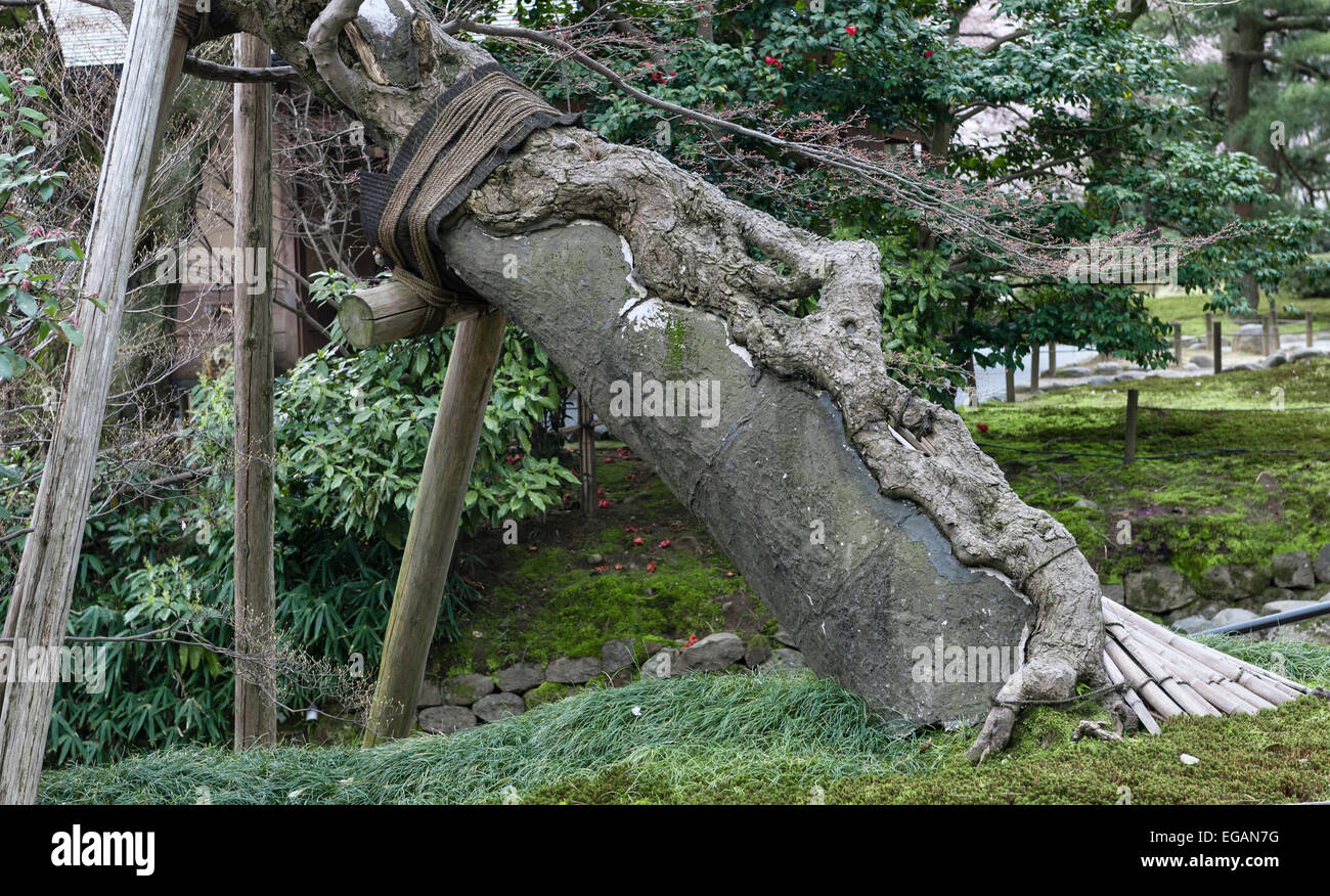 An ancient cherry tree is supported by props and a new concrete 'trunk ...