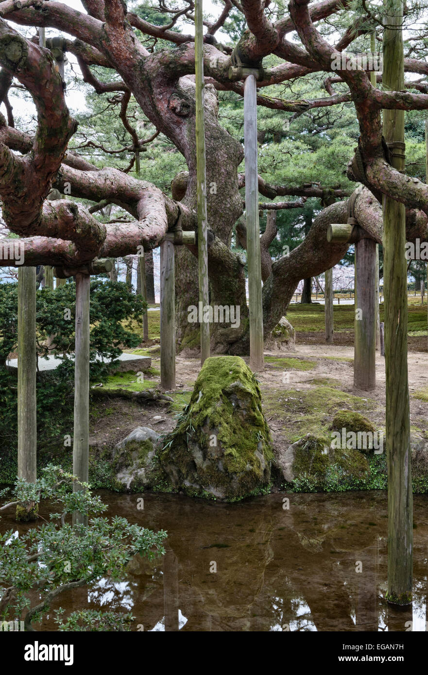 Tree support japan hi-res stock photography and images - Alamy