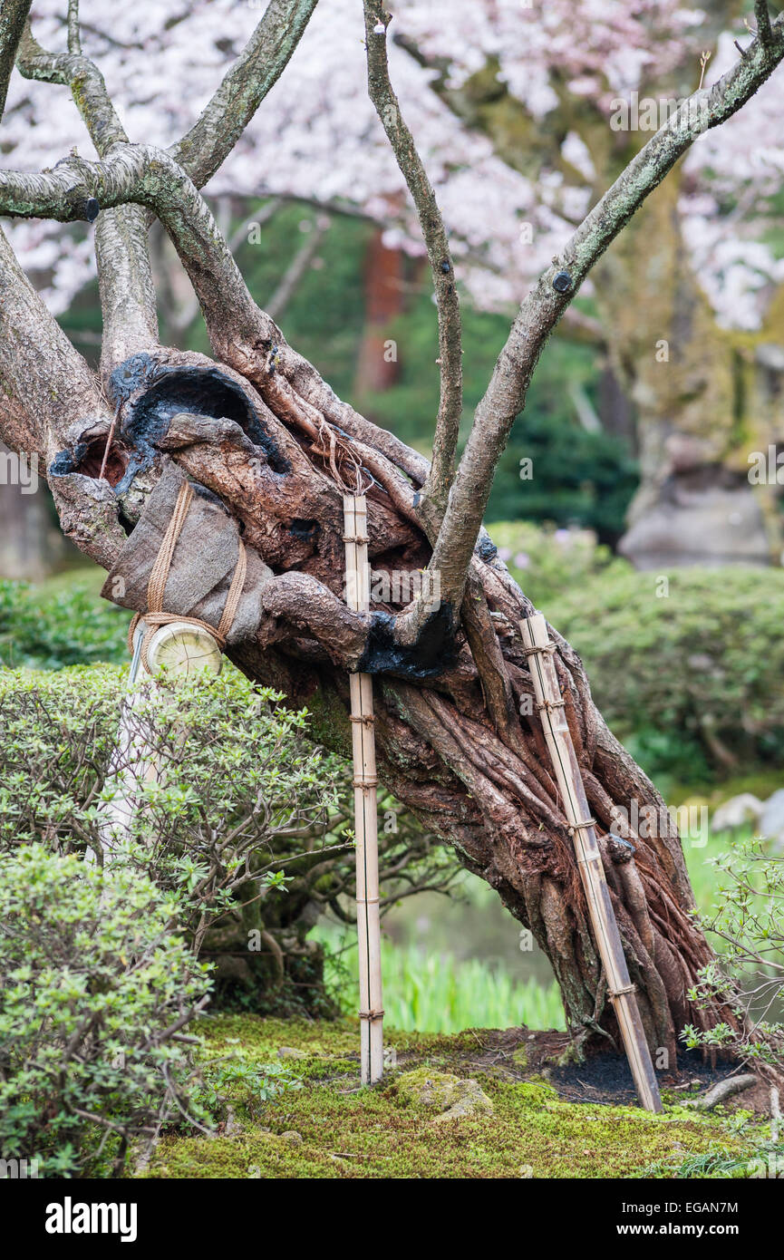 An ancient cherry tree has its few remaining roots protected by bamboos ...