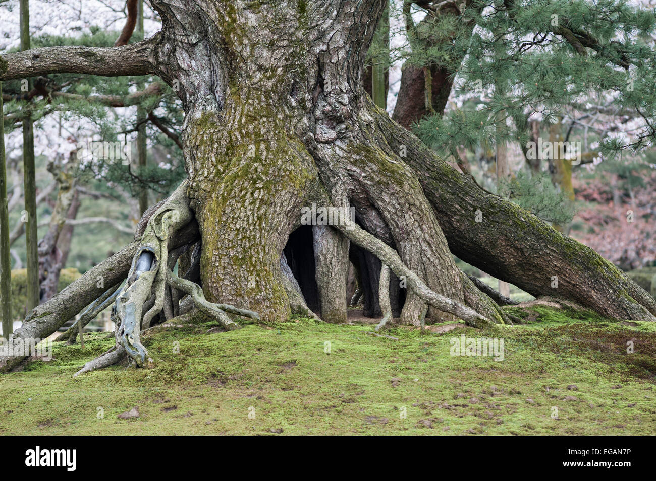 Neagari matsu hi-res stock photography and images - Alamy