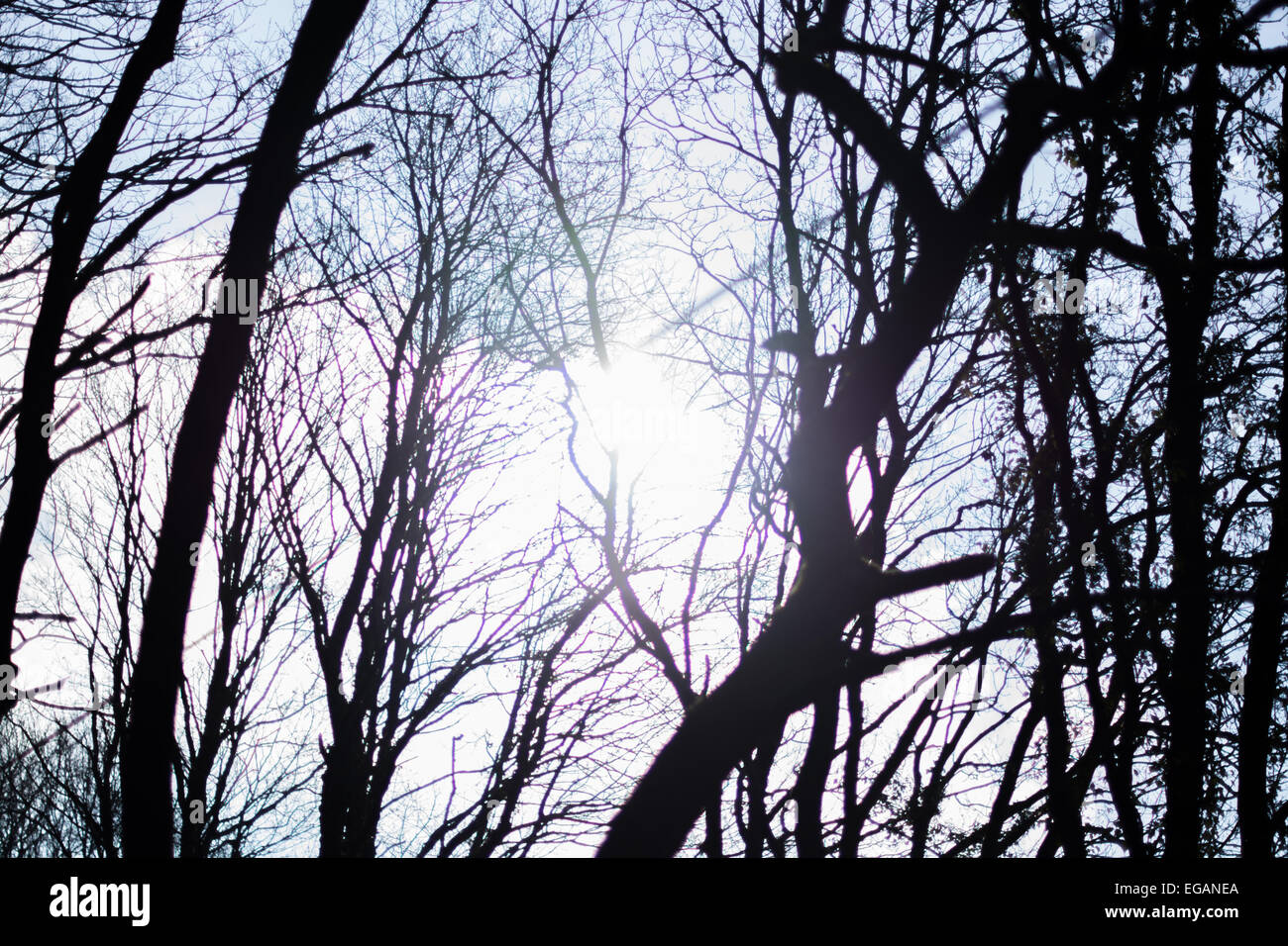 light coming through trees Stock Photo - Alamy