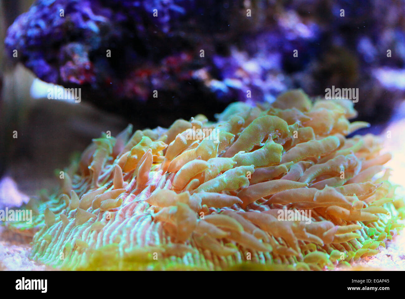 Coral Fungia Plate Stock Photo - Alamy